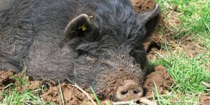 Guinea Hog Facts | AGHA