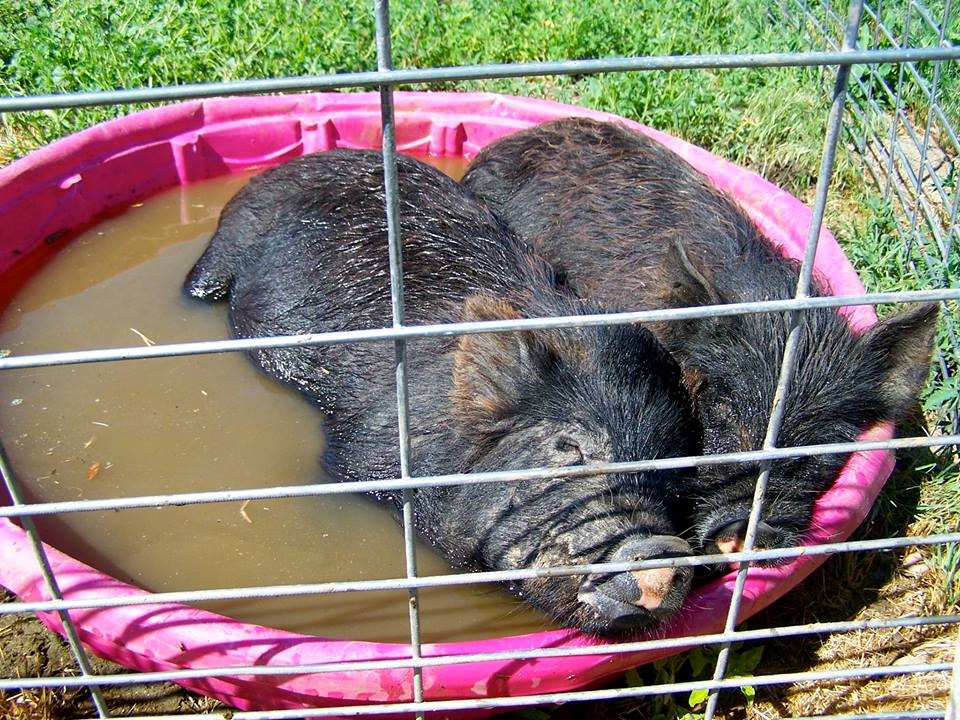 Care In Hot Weather | AGHA