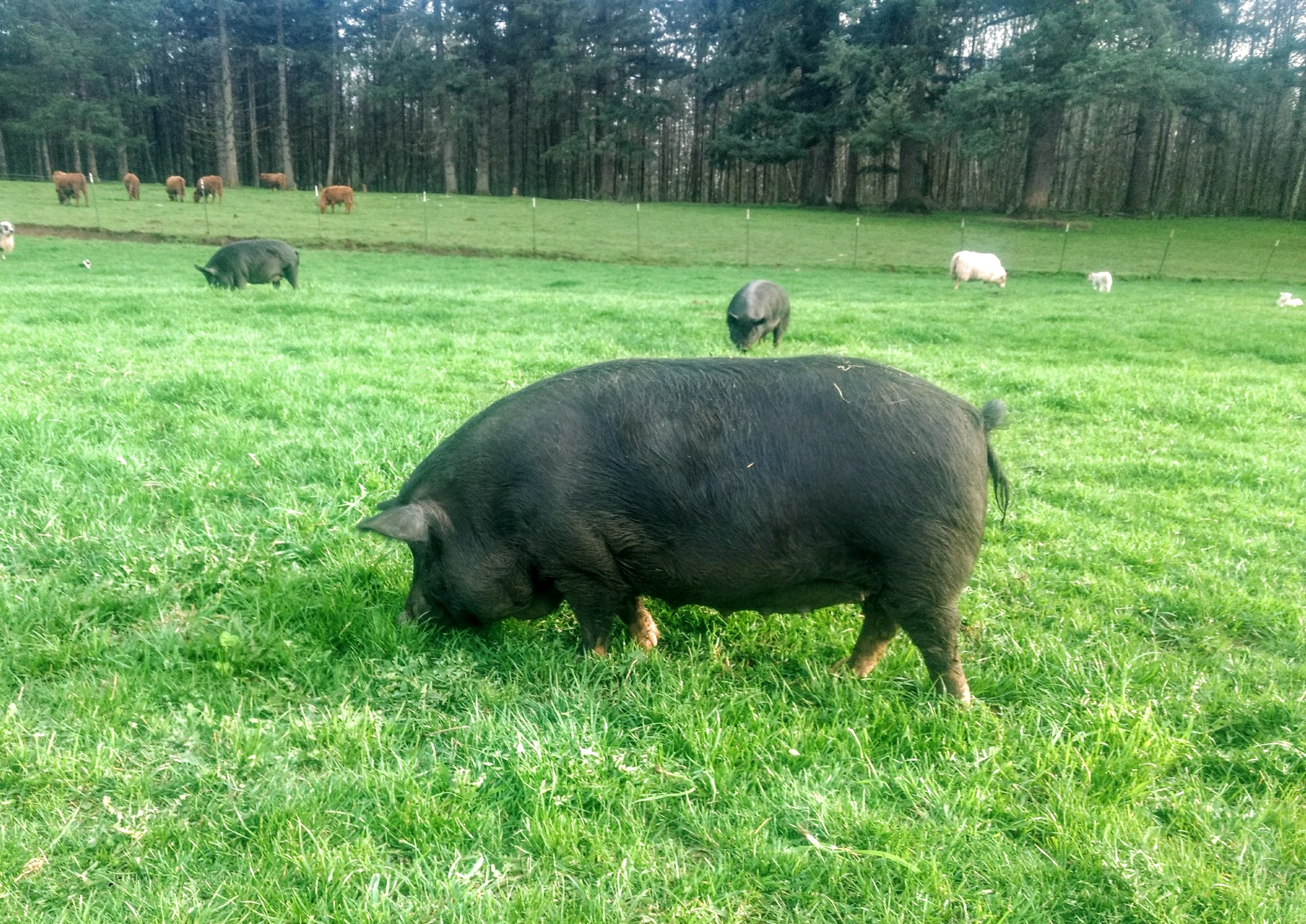 Breed Description | AGHA