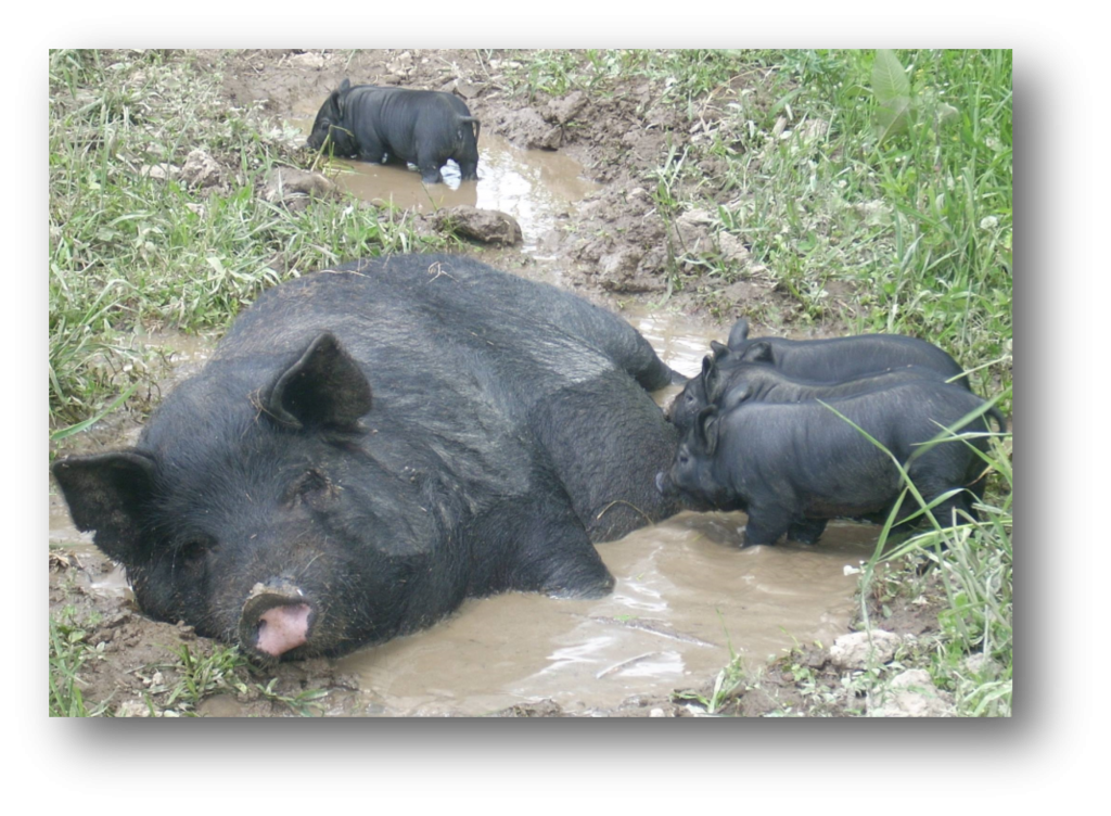 Care In Hot Weather | AGHA